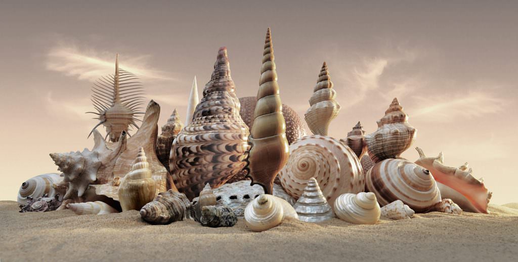 Shell City - Carl Warner